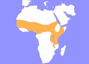 African Pygmy Hedgehog – Cub Creek Science and Animal Camp