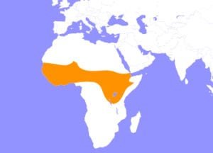 Galago Bush Baby - Cub Creek Science and Animal Camp