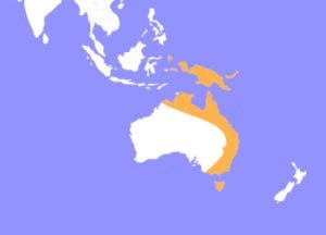 Sugar Glider - Cub Creek Science and Animal Camp