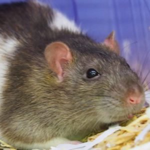 Rat - Cub Creek Science and Animal Camp