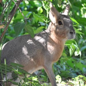 Patagonian Cavy - Cub Creek Science and Animal Camp