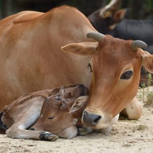 Zebu – Cub Creek Science and Animal Camp