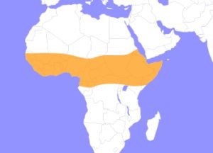 African Spurred Tortoise - Cub Creek Science and Animal Camp