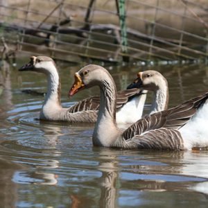 African Goose - Cub Creek Science and Animal Camp