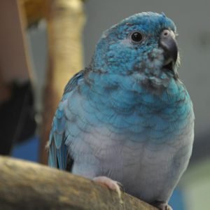 Red Rump Parakeet - Cub Creek Science and Animal Camp