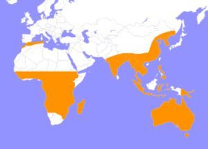 Button Quail – Cub Creek Science and Animal Camp