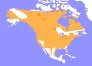 Canadian Goose - Cub Creek Science and Animal Camp