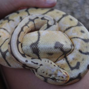 Ball Python - Cub Creek Science and Animal Camp