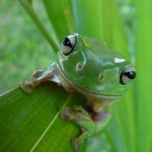 White’s Dumpy Tree Frog - Cub Creek Science and Animal Camp