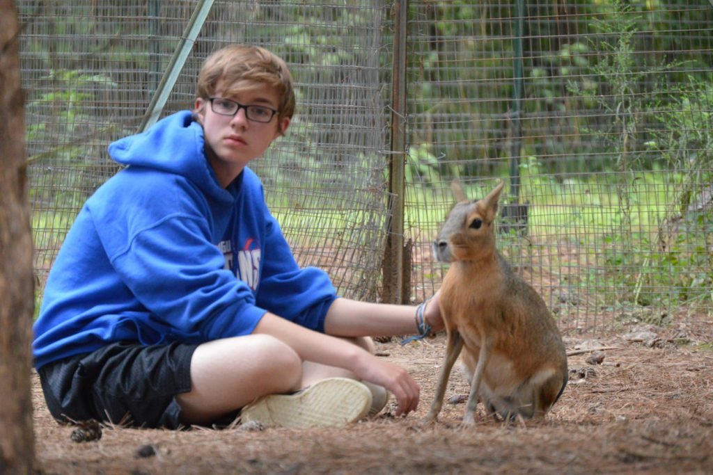 Patagonian Cavy - Cub Creek Science and Animal Camp