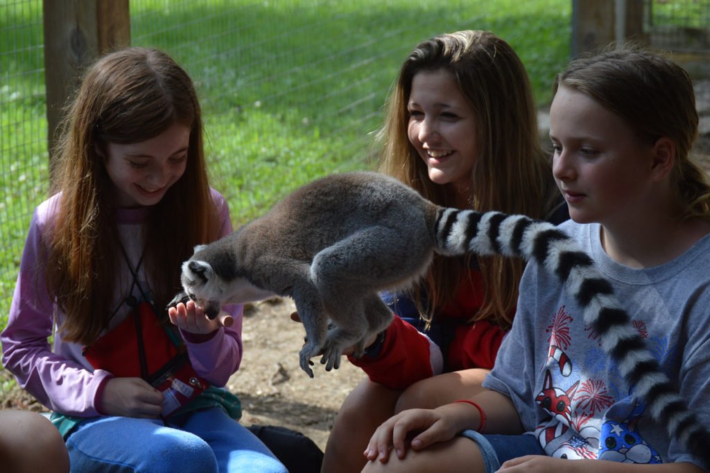 Ring-Tailed Lemur - Cub Creek Science and Animal Camp