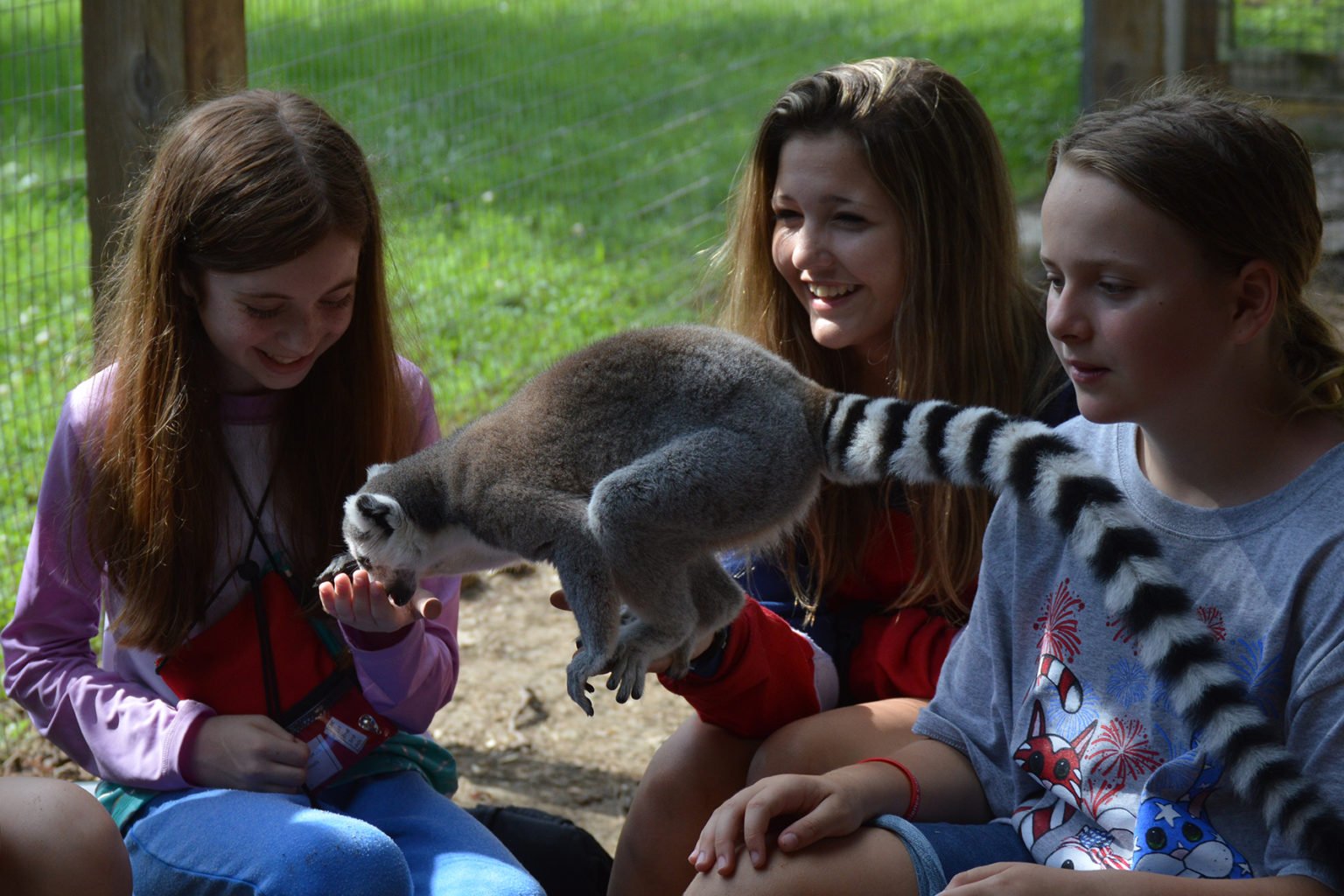 Ring-Tailed Lemur - Cub Creek Science and Animal Camp