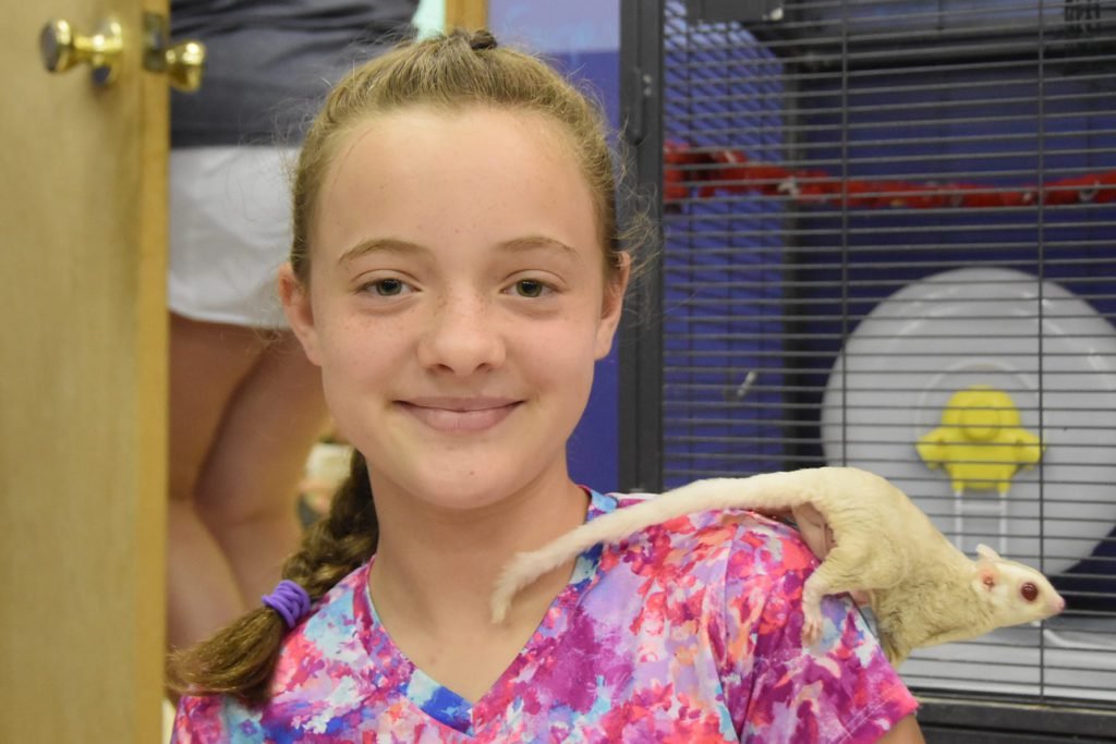 Sugar Glider - Cub Creek Science and Animal Camp